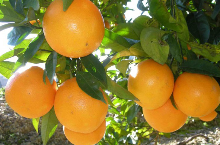 Se Desploma El Kilo De Naranja A 70 Centavos En Norte De Veracruz